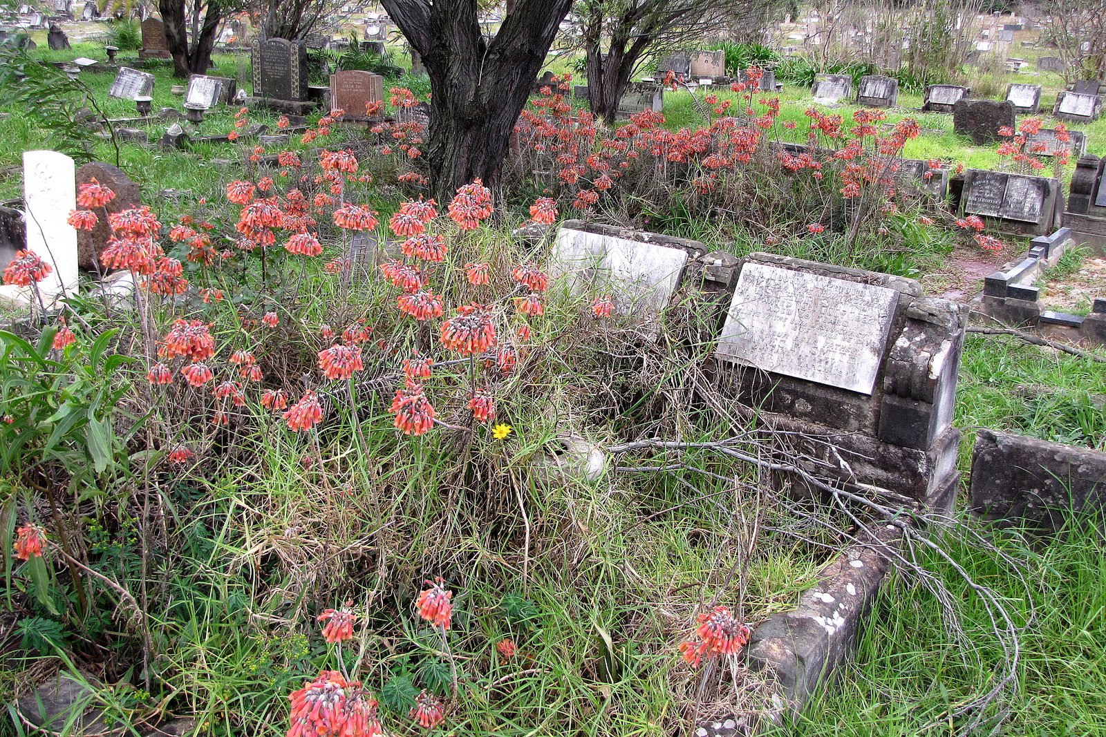 Flora Friday in Oz: Rookwood Necropolis (Cemetery) Lidcombe. 22nd June 2012