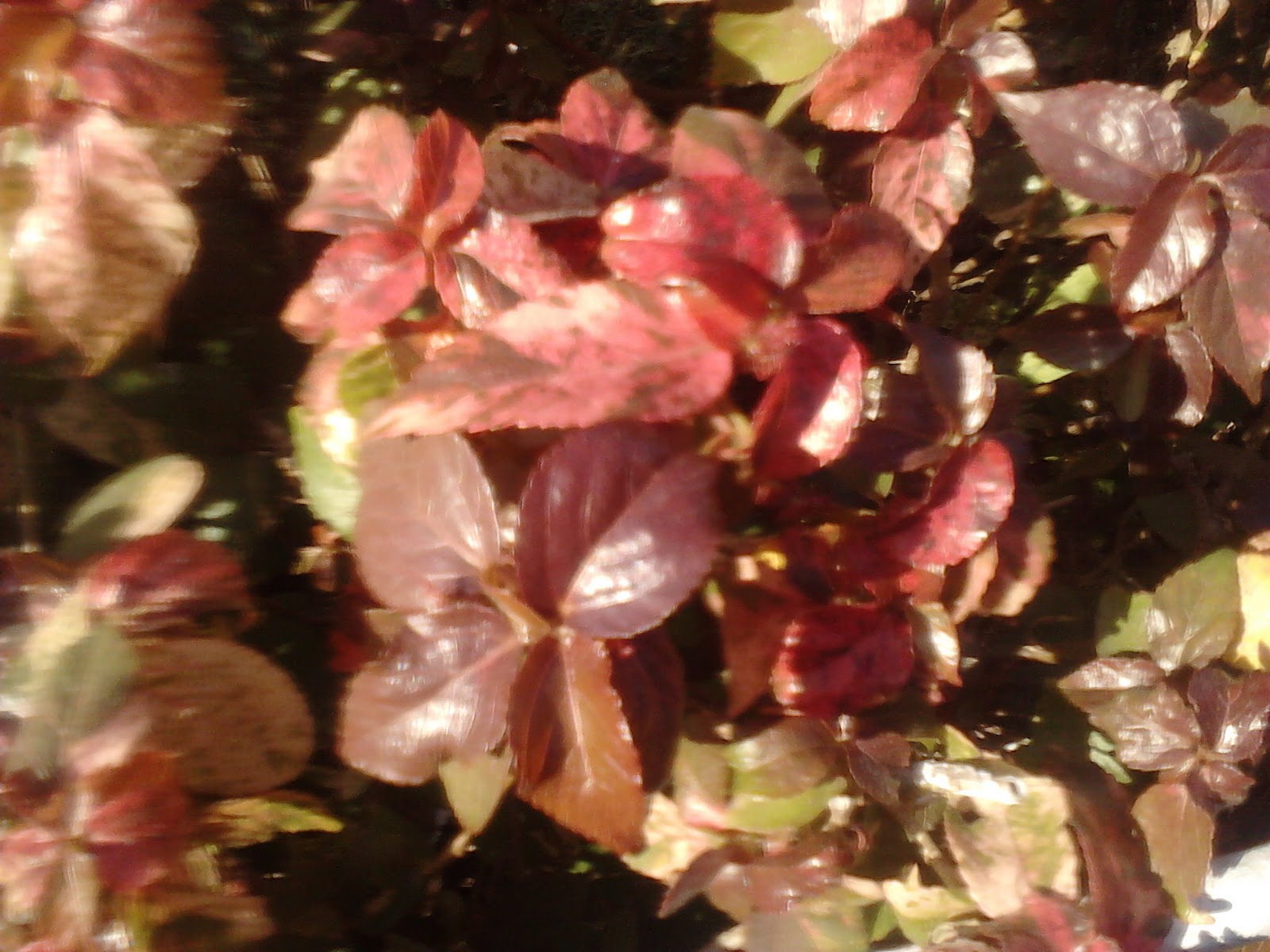 Garden Care Simplified: Acalypha hispida, Red Coloured Leaf Ornamental ...