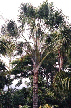 A SURVEY OF THE TREES OF YORROWKABRA: Survey