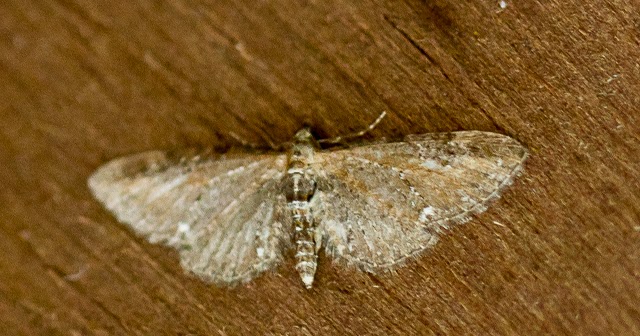 Hereford and Worcester Moths: Mansell Gamage 03/06/18