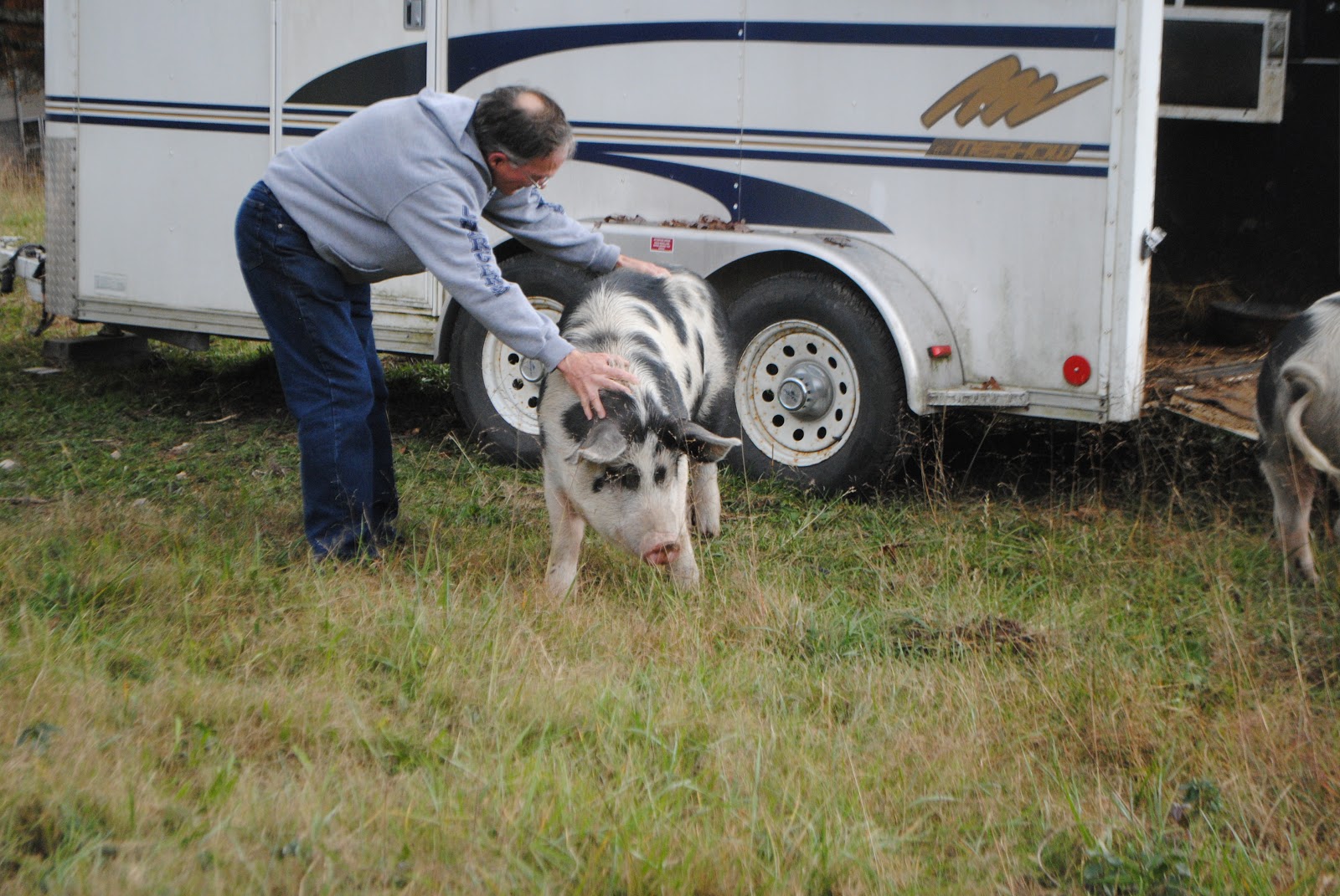 Adventures on Zephyr Hill Farm: The Cost of Raising a Pig: How Much ...
