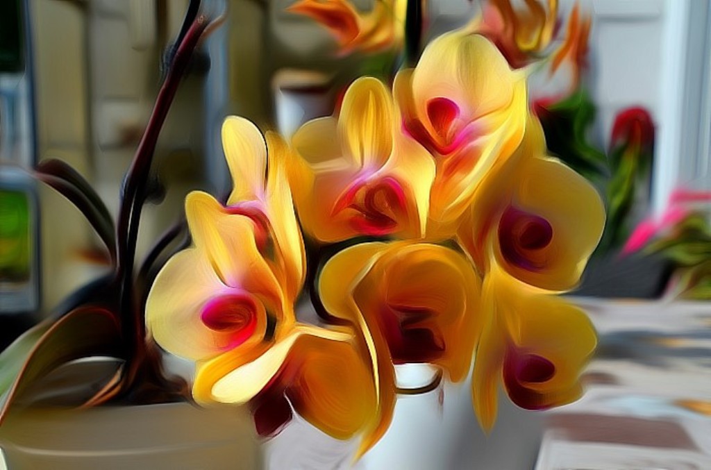 ps-pictureshop: Orchideen, orgideë, orchids, Orhideje, Орхидеи