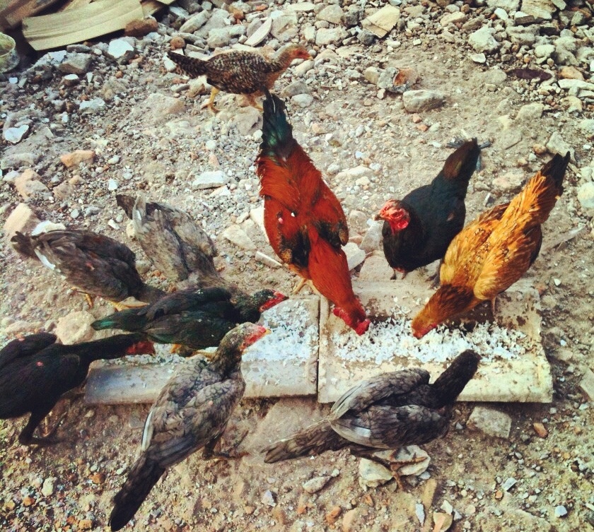 Menambah Nafsu Makan Ayam Kampung Super | Maju Jaya Farm