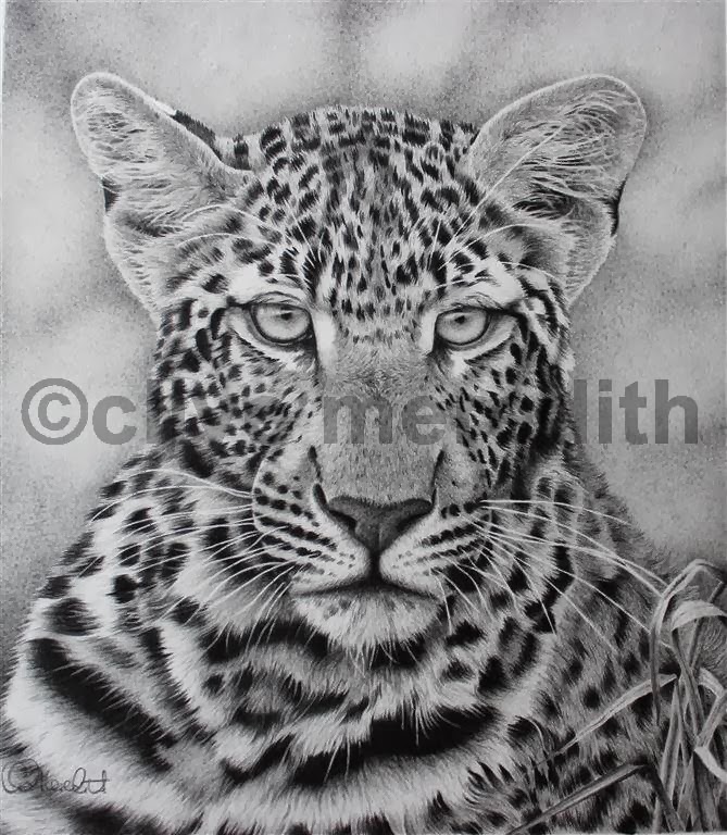 Clive Meredith Wildlife Art: Young Leopard portrait 12.5" x 11" pencil