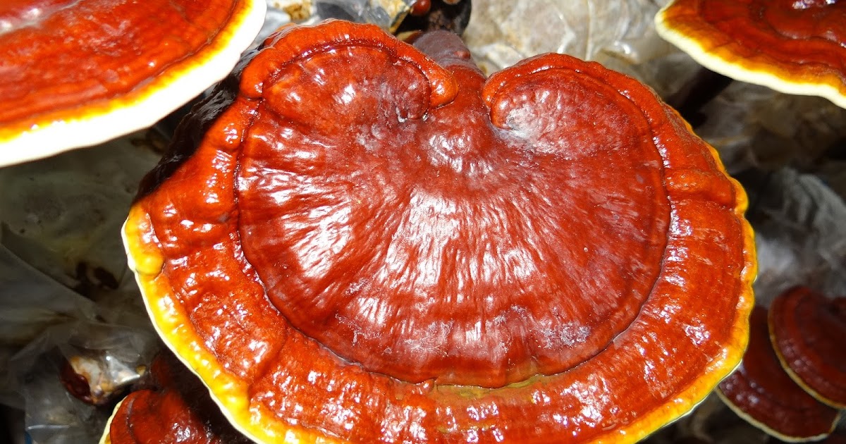 SALUD Y VIDA: ¿Que es y para que sirve Ganoderma?