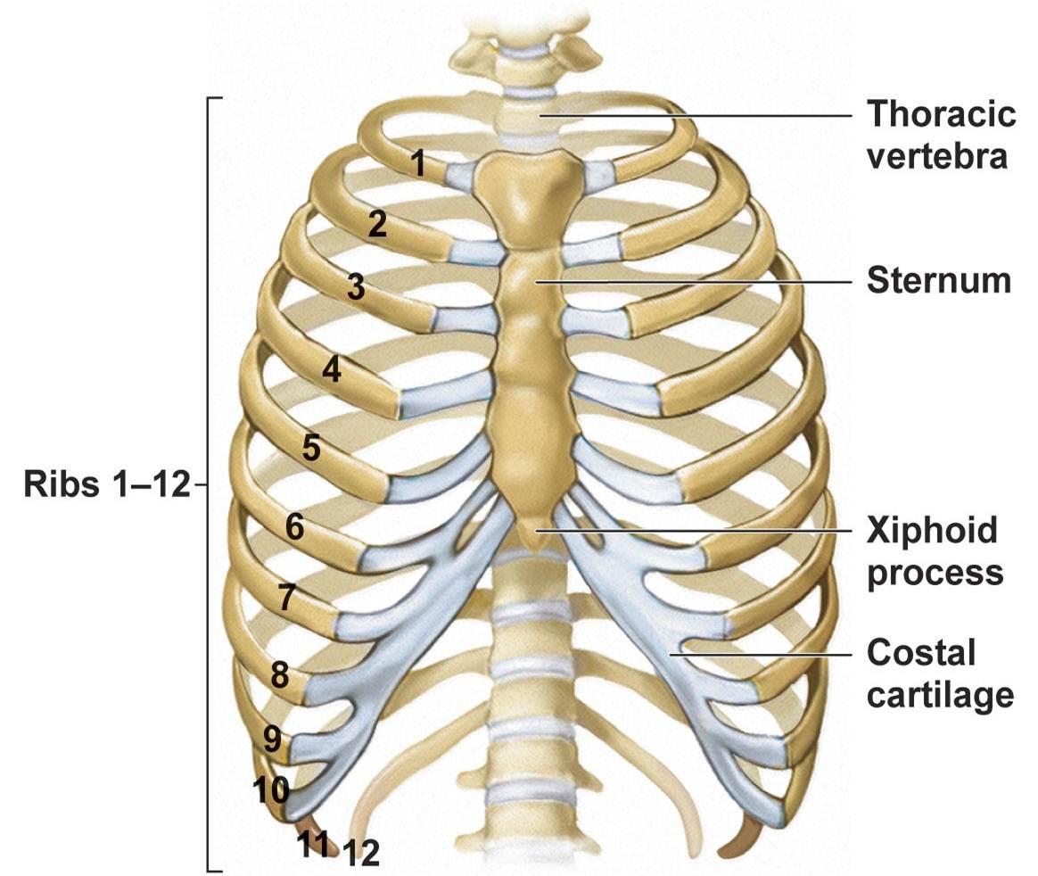 Thoracic Spondylosis Treatment in Nadipathy