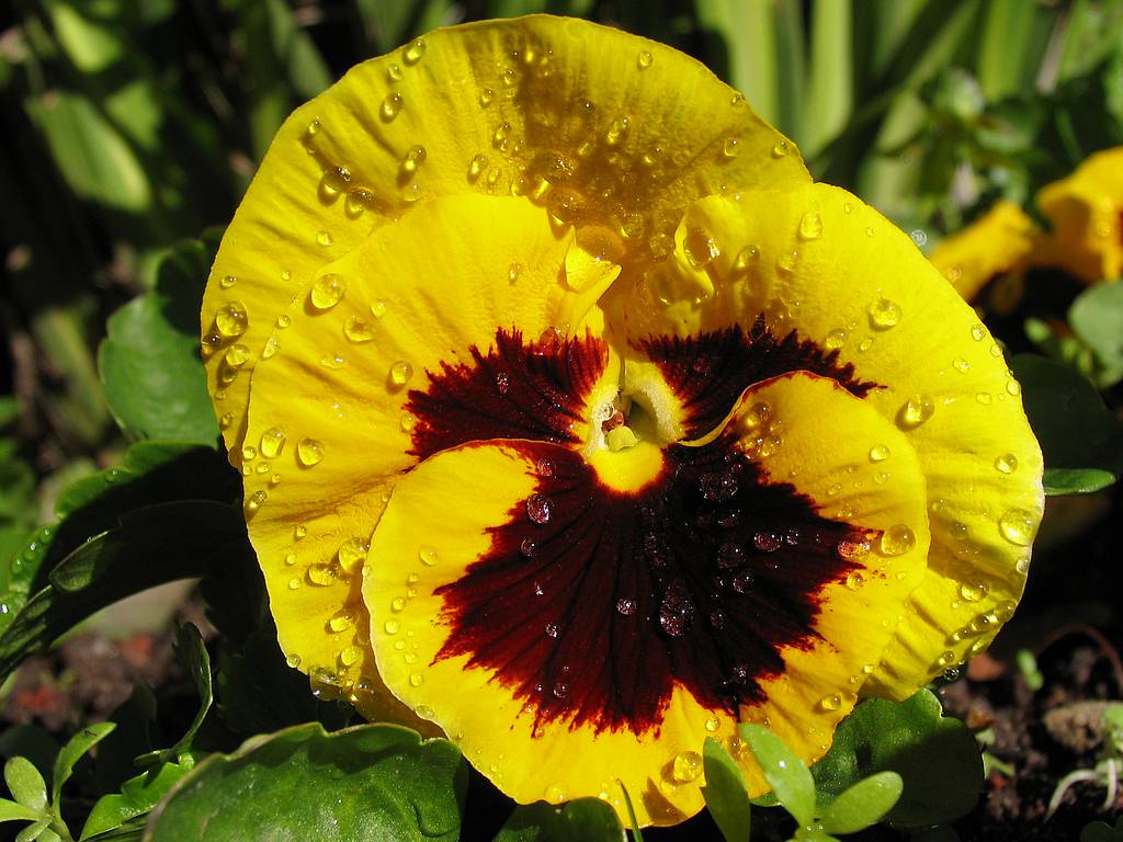 [Foto]: Indahnya Bunga Pansy, Bunga Tertawa Yang Selalu Senyum Menebar ...