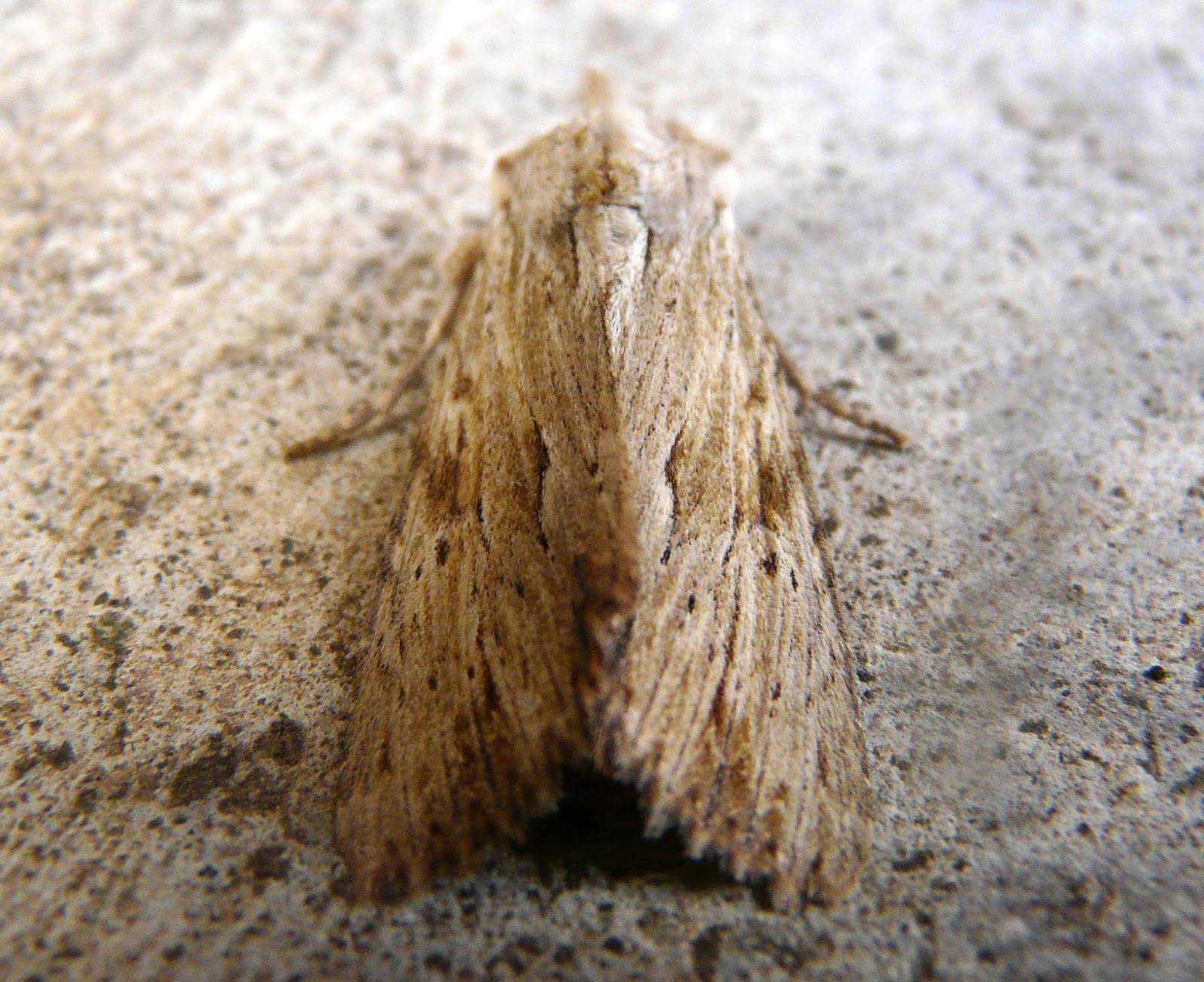 birdingexmouth: Common June Moths