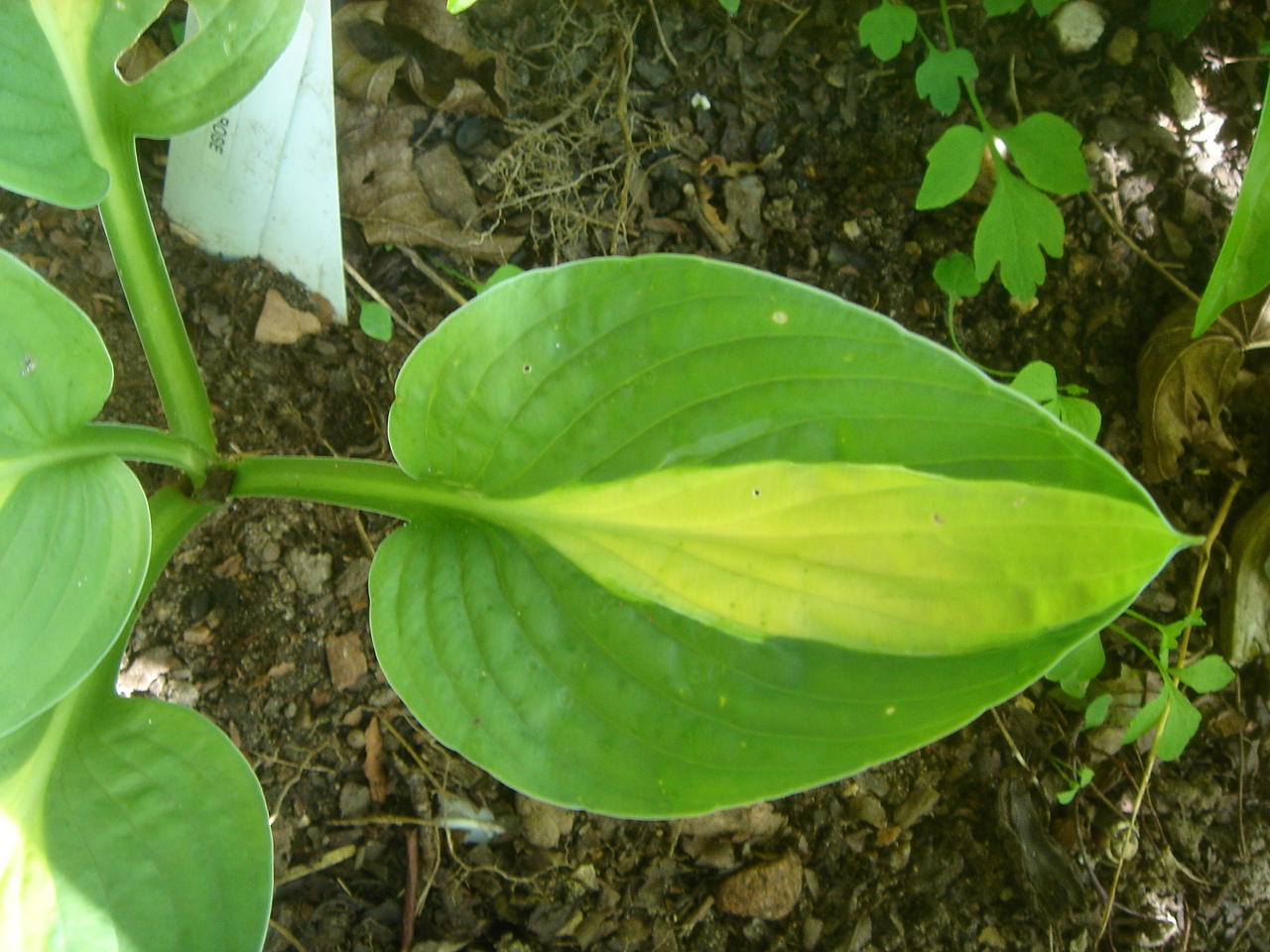 PPP Hostahave: Dagens Hosta Gypsy Rose