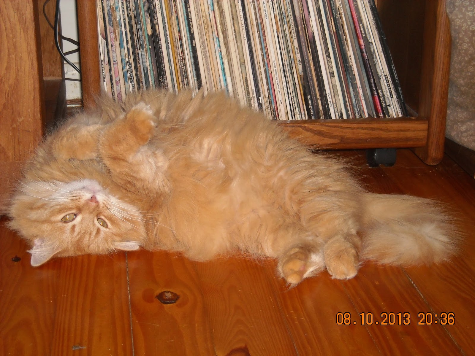 Crone Henge: Fat Cat Files