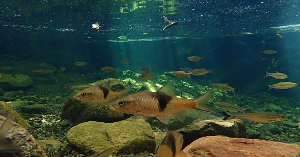The rainforests of Borneo & Southeast Asia: Freshwater fishes from ...