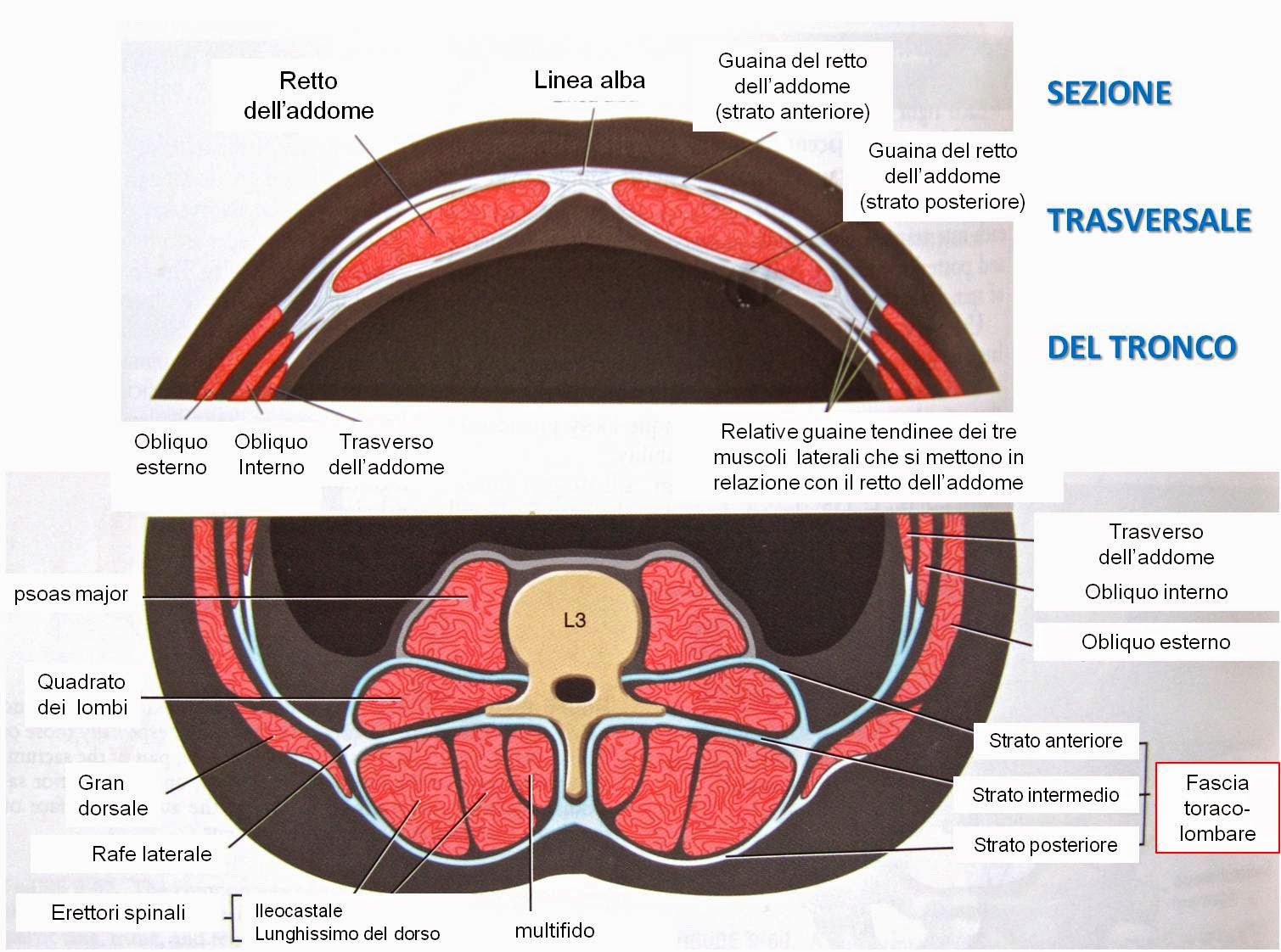 Nutritional Aids il blog di Pasquale Di Gioia: Ancora sull'anatomia ...