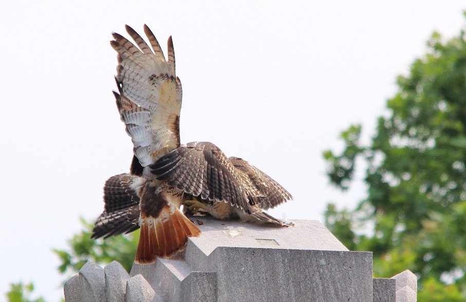 Hawkwatch at the Franklin Institute: Young hawks out on the town