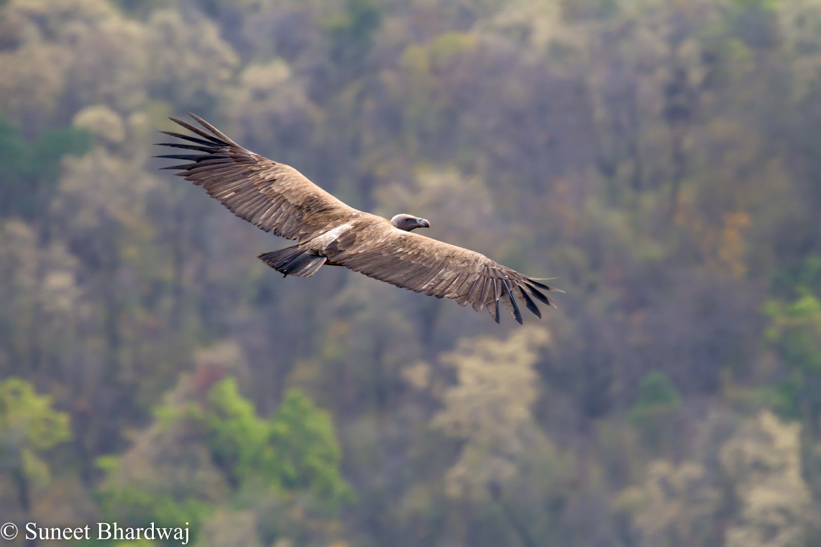 flying beauties of himachal pradesh: Raptors,the ultimate Hunters