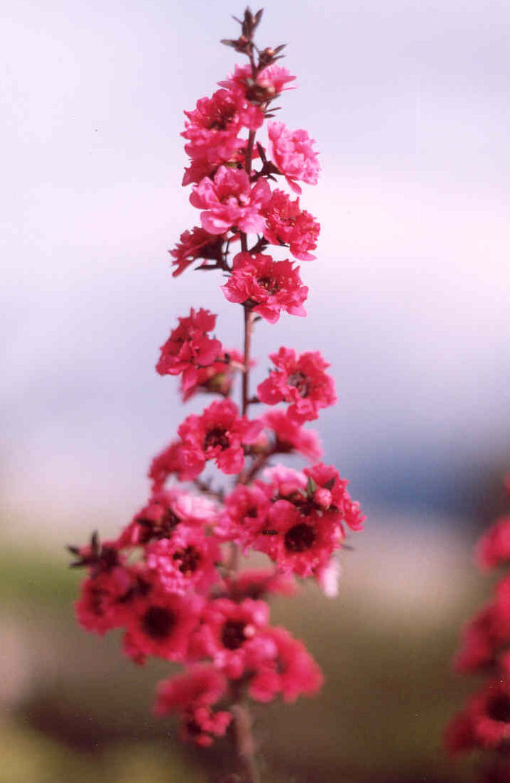 Flowers: Leptospermum