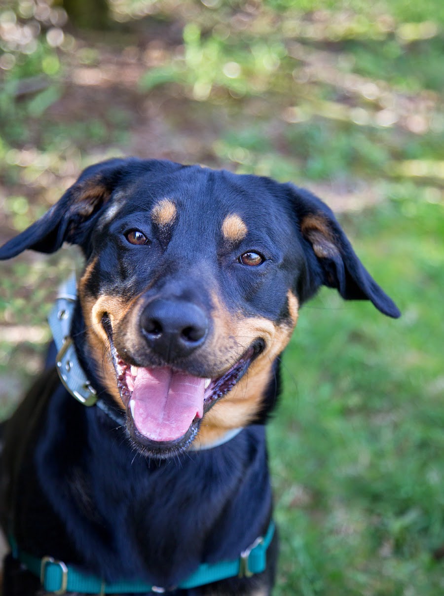 Shelter Dogs of Portland: "FABIAN" delightful young Rottie mix