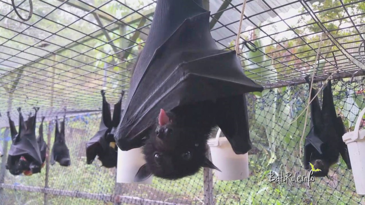 orphaned rescued in care Megabat black Flying-Fox, Fruit Bat