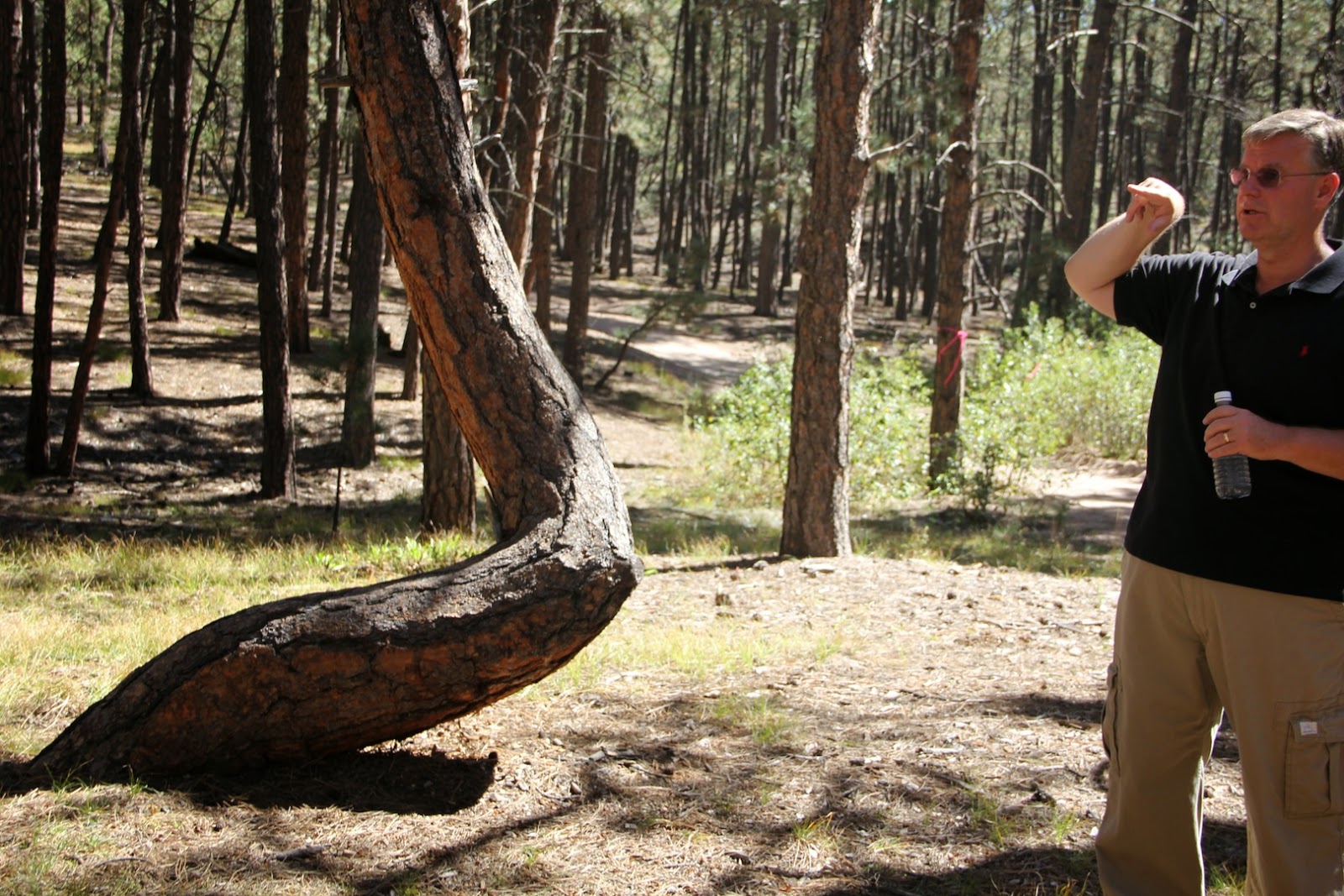 Restless native: Stories growing in stature: Culturally modified trees ...