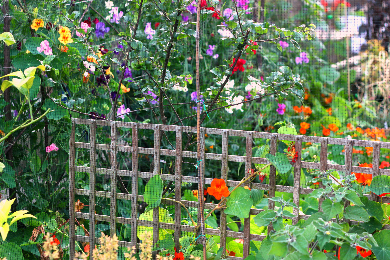 The Urban Veg Patch: Sweet peas all summer