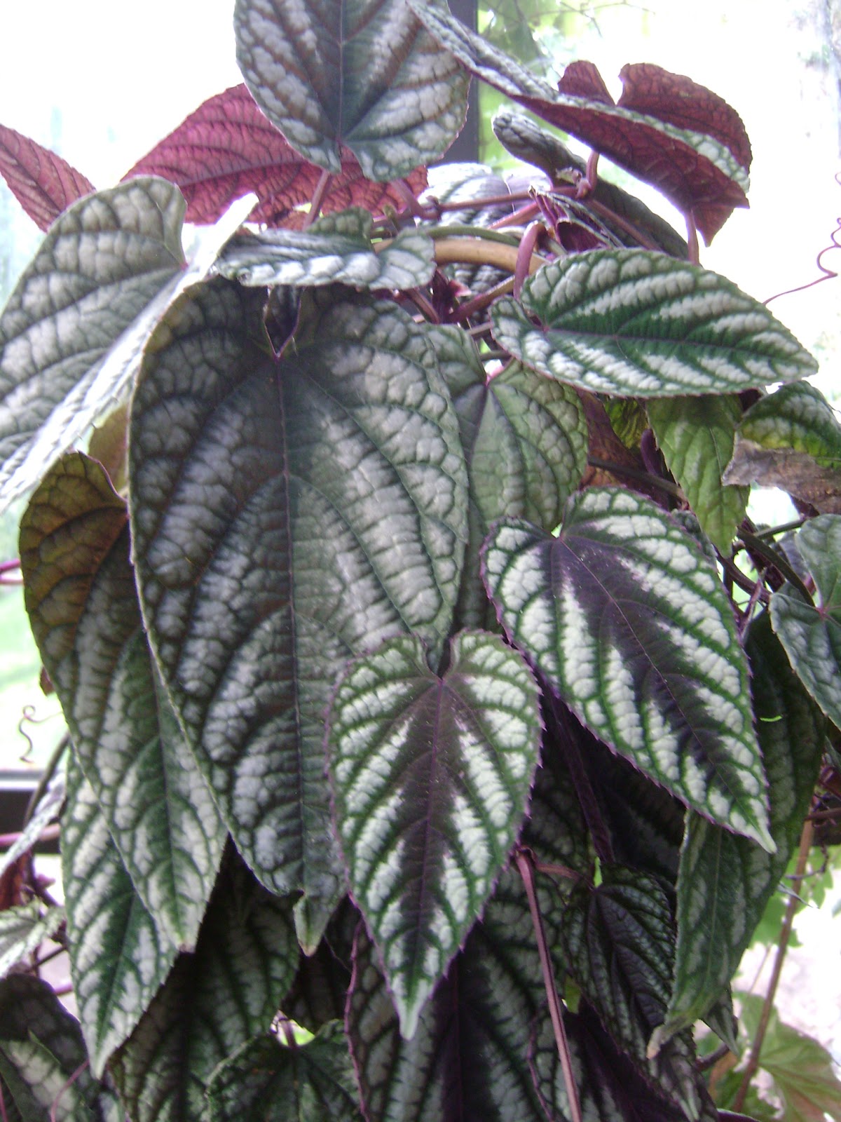 Houseplant Guru: Rambling On About Cissus