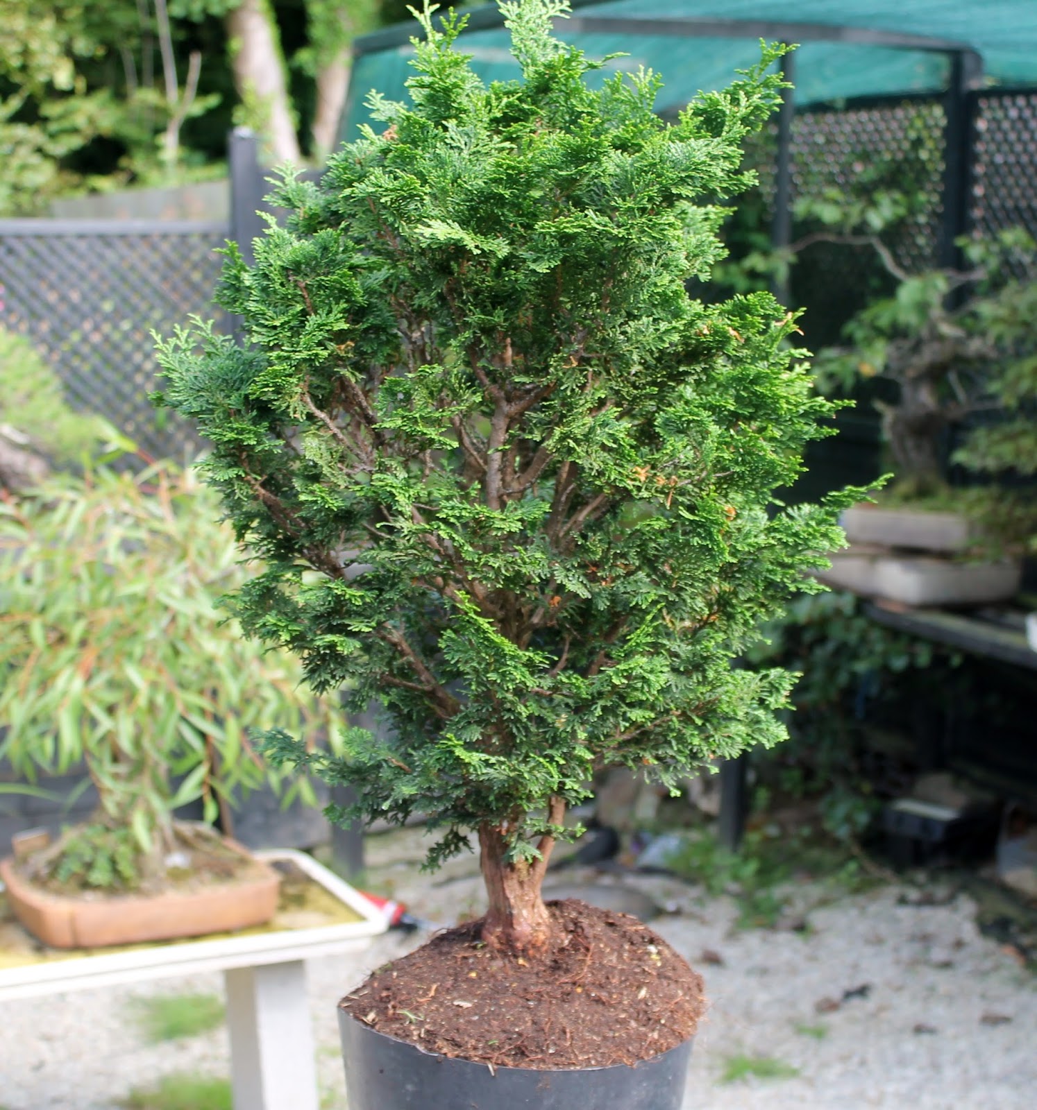 Little Cornish Trees: A few trees for sale