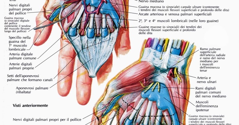 ®FisioRiab : La Mano: Articolazione e Legamenti. (articolo approfondito)