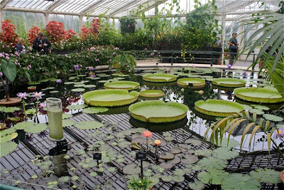 Water Gardening at Duke Gardens