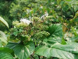 My Cup Runneth Over...: Hello I am alive! Mizo thlai leh pangpar ilo I ...