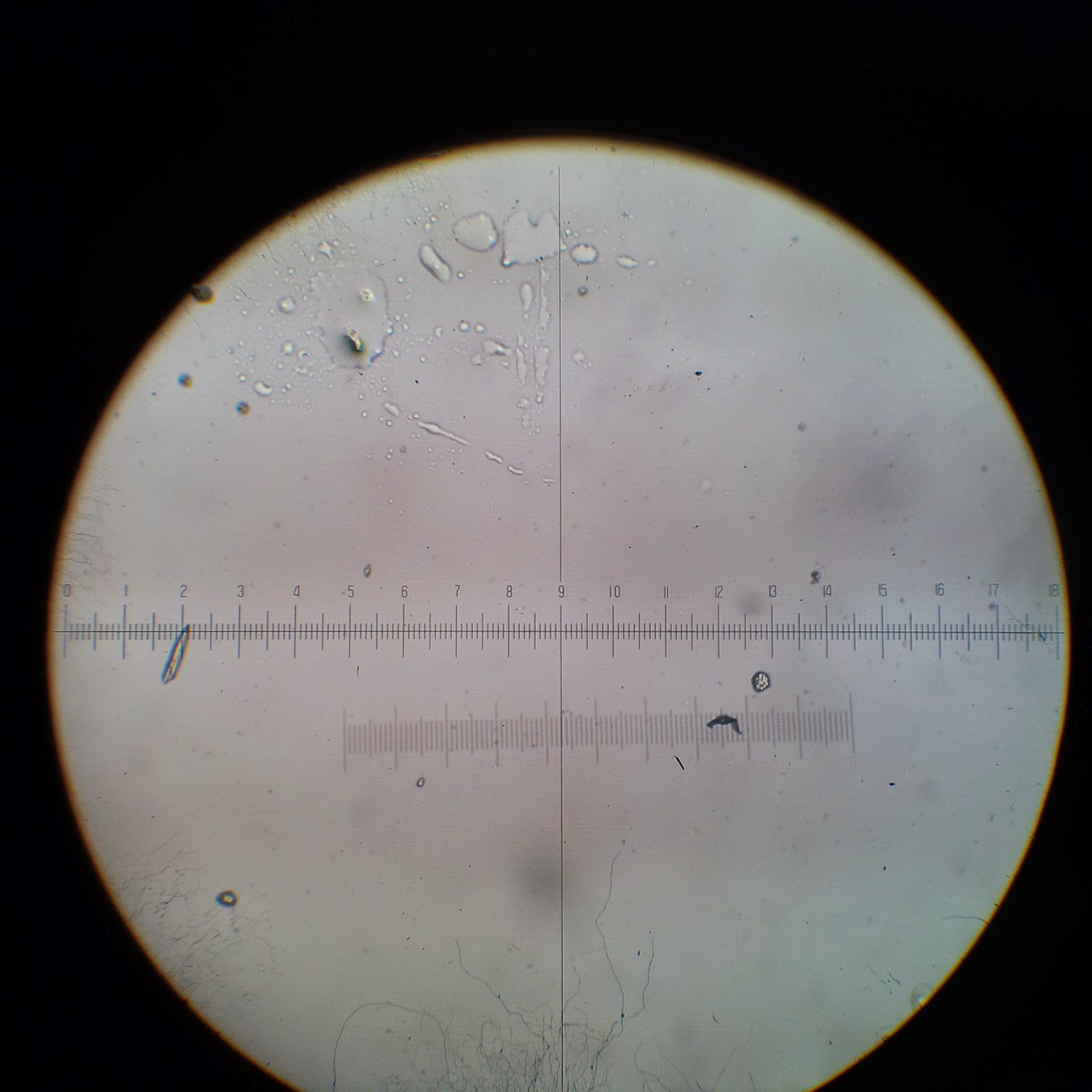 Lab IBG102: Lab 2: Measurement and Counting of Cells Using Microscope