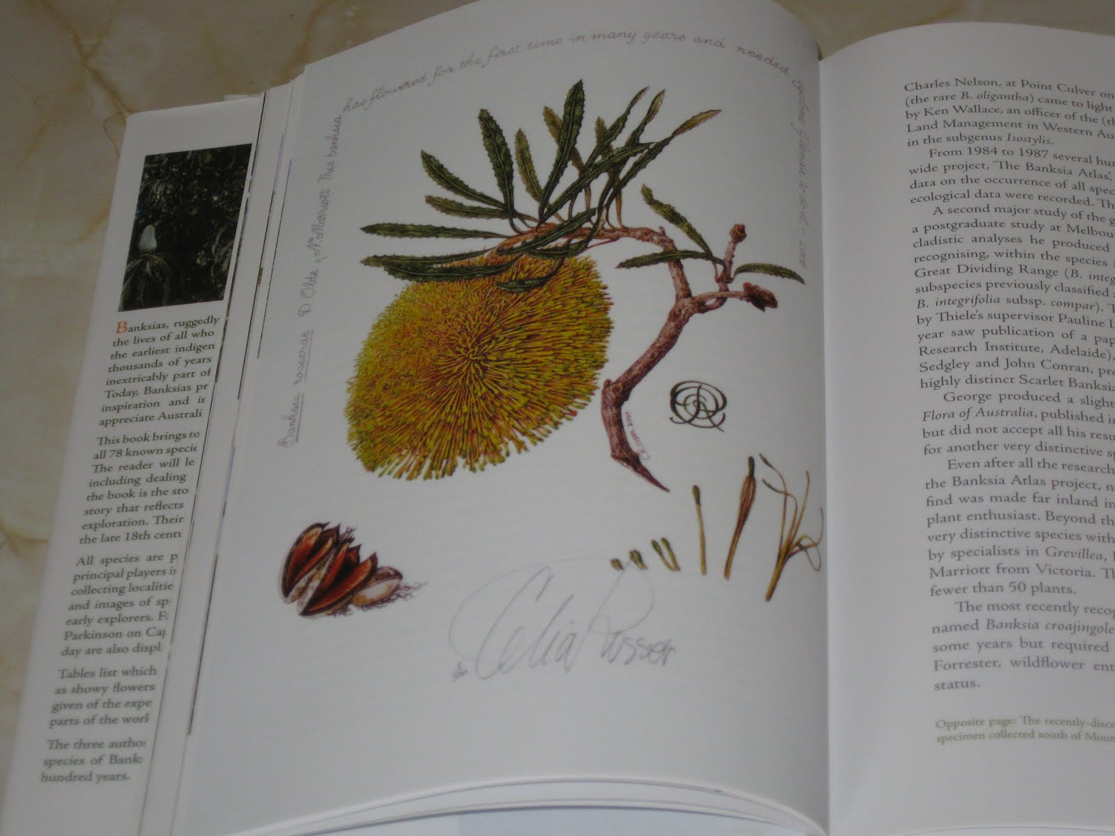 Robin's Double Life: Big Bad Banksia Men: created by May Gibbs
