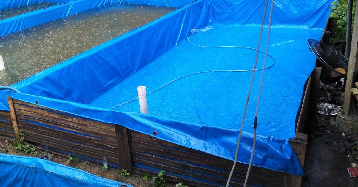 Bahan dan Alat Pembuatan Kolam Terpal Ikan Lele