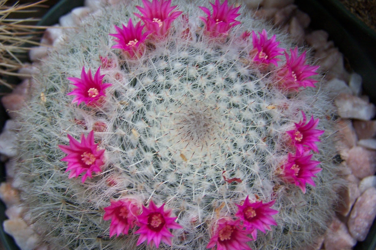 Oregon Cactus Blog: Mammillaria hahniana