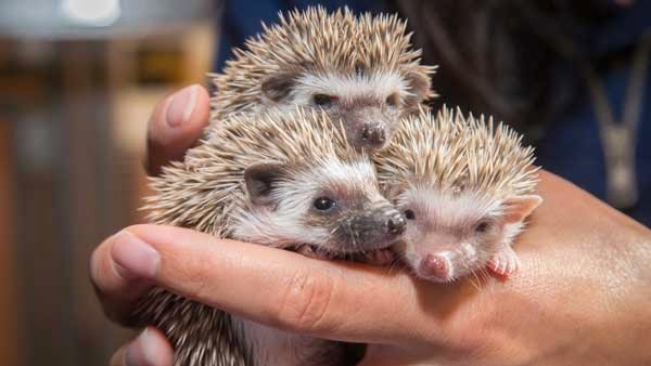 White Wolf : Hedgehog Gives Birth to 5 Little Hoglets with a Lot of ...