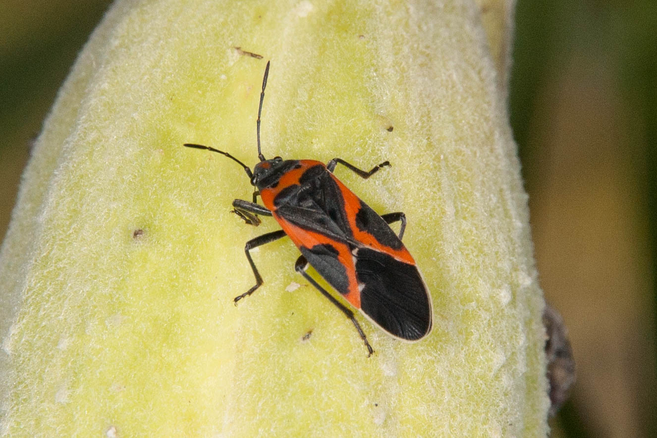 Champlain Islands' Nature: Small Milkweed Bug