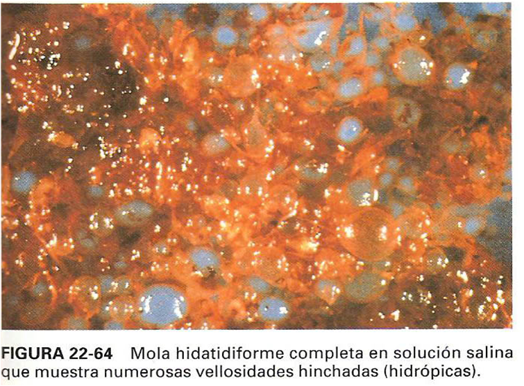 Martha Mariana Herrera Hernández