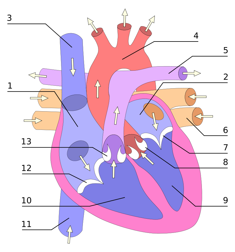 El Sistema Cardiovascular