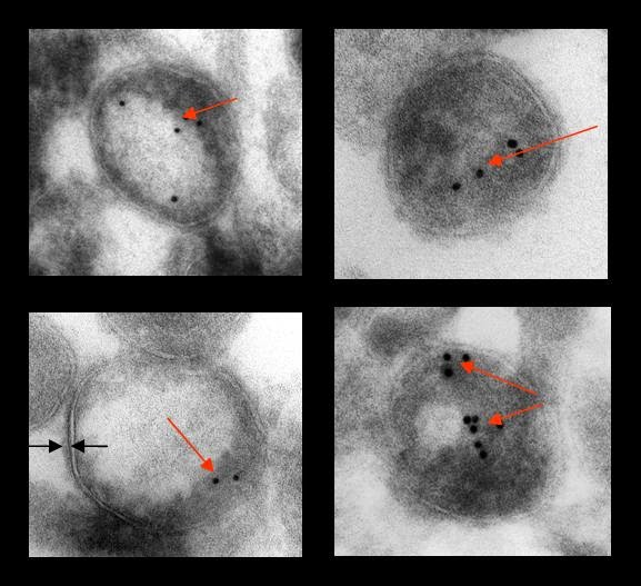 The Cell World: Organels of Cells