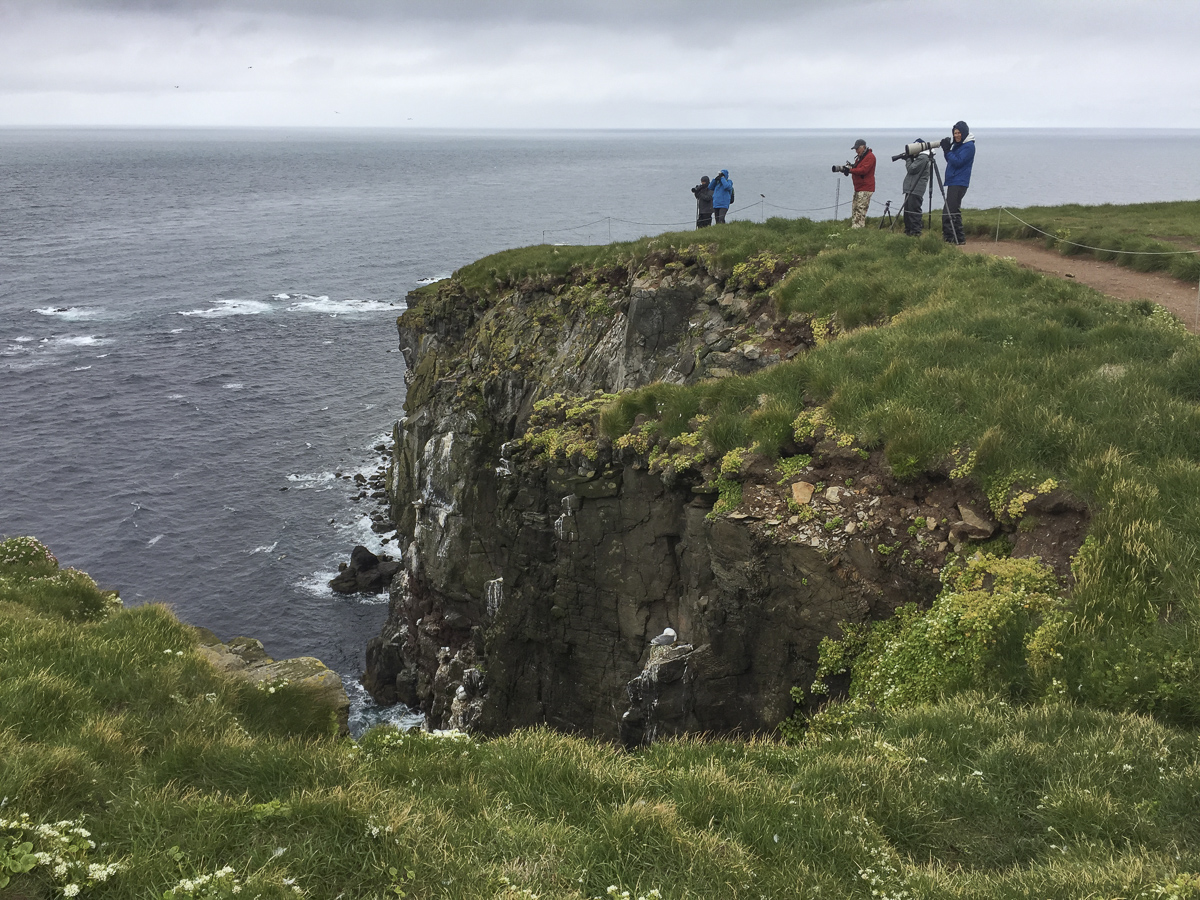 Birds-n-Blooms: Discovering Iceland- On to the Latrabjarg Bird Cliffs