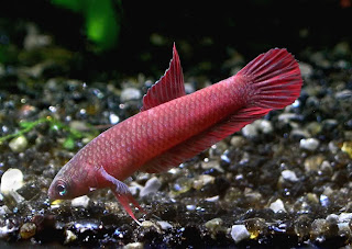 Redish Dwarf Fighter - Betta rutilans ~ Nice Betta