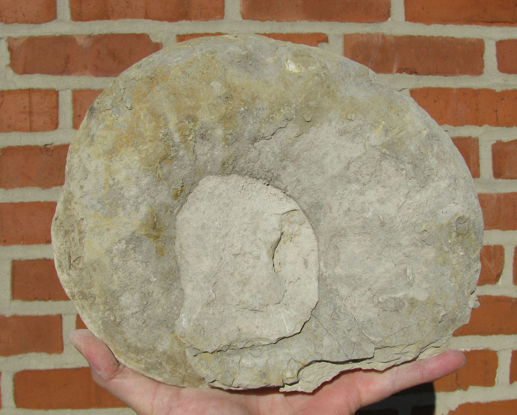 Views of the Mahantango: Eopachydiscus sp. ammonite from the Duck Creek ...