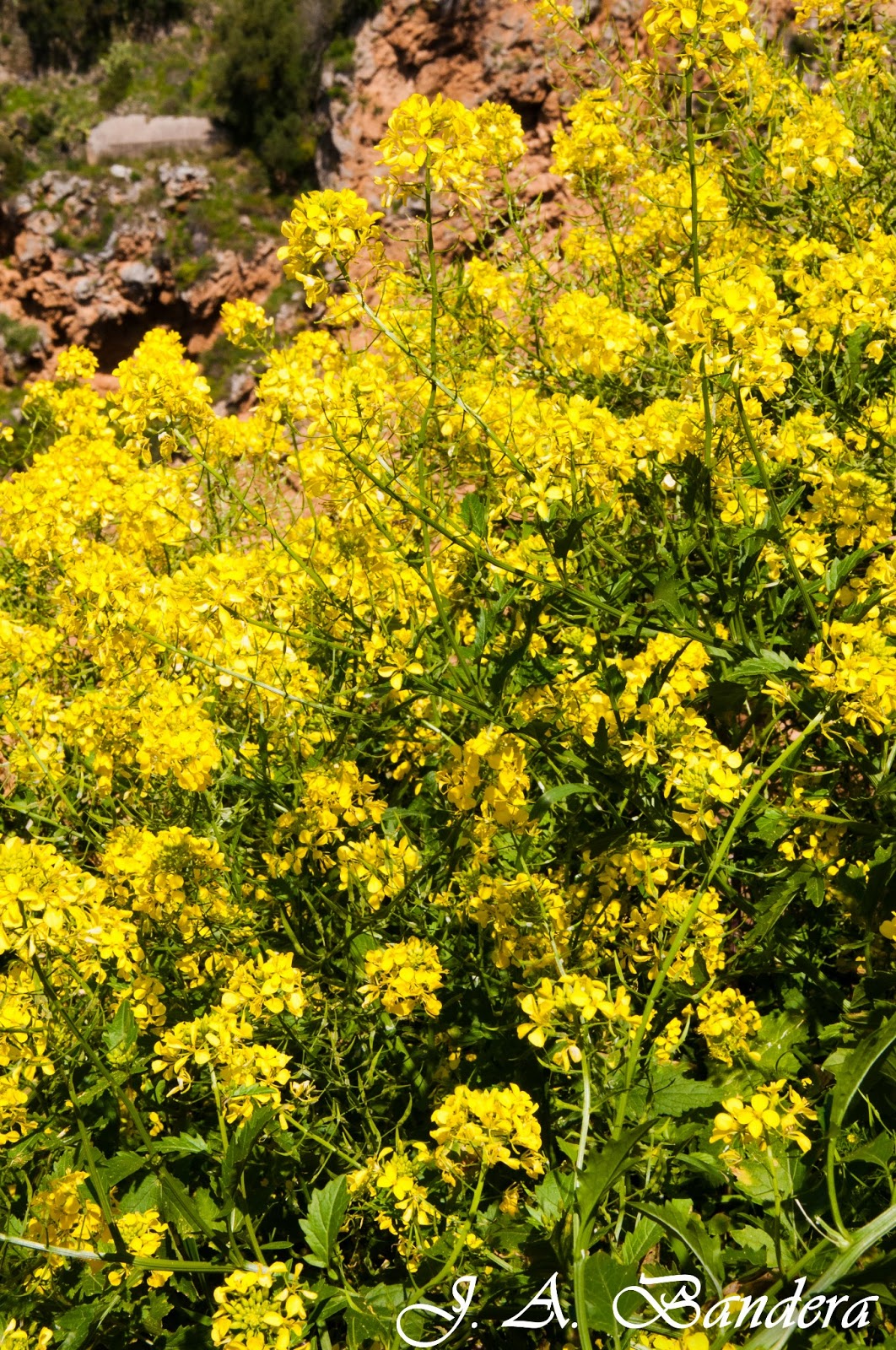 Las Fotografías de Bandera: Los Jaramagos del Campo