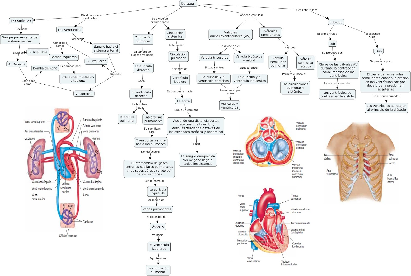 Fisiología Básica y Médica: Mapa Conceptual de "Generalidades de Corazón"