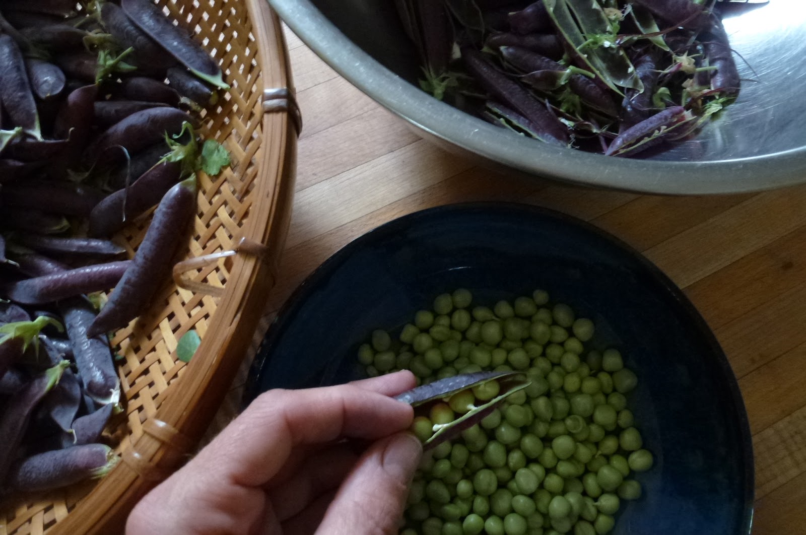 Little City Farm: Heirloom Purple Peas!