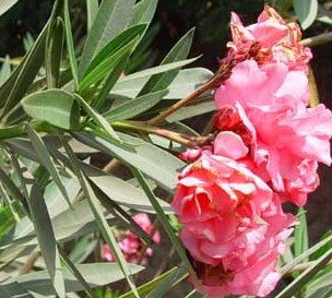 Sri Medha Dakshinamurty Jyotishanilayam - Pantula Venkata Radhakrishna ...