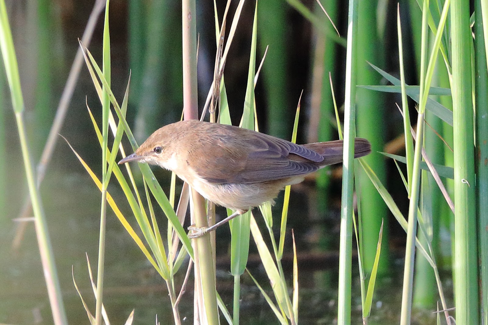 CAMBRIDGESHIRE BIRD CLUB GALLERY: Reed Warbler