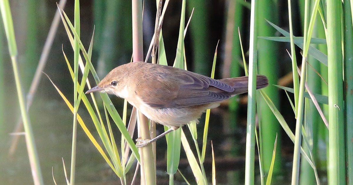 CAMBRIDGESHIRE BIRD CLUB GALLERY: Reed Warbler