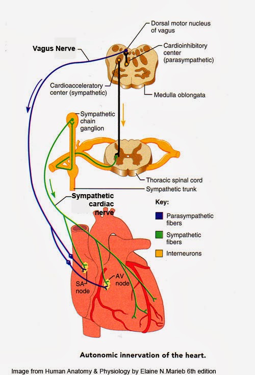 Tutor's Notes: general, cardiovascular, respiratory and renal ...