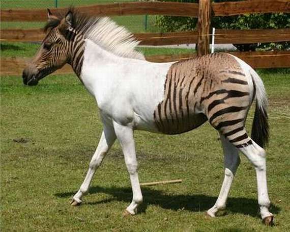 Zebroid = Zebra + Kuda | Gosip Gambar