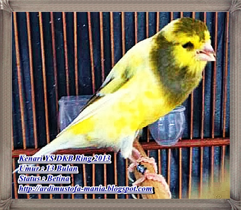 Profil Burung Kicau H. Ardi Mustofa: Kenari Ys Jerman Dkb