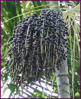WORLD INFO: How to Grow Acai Berries